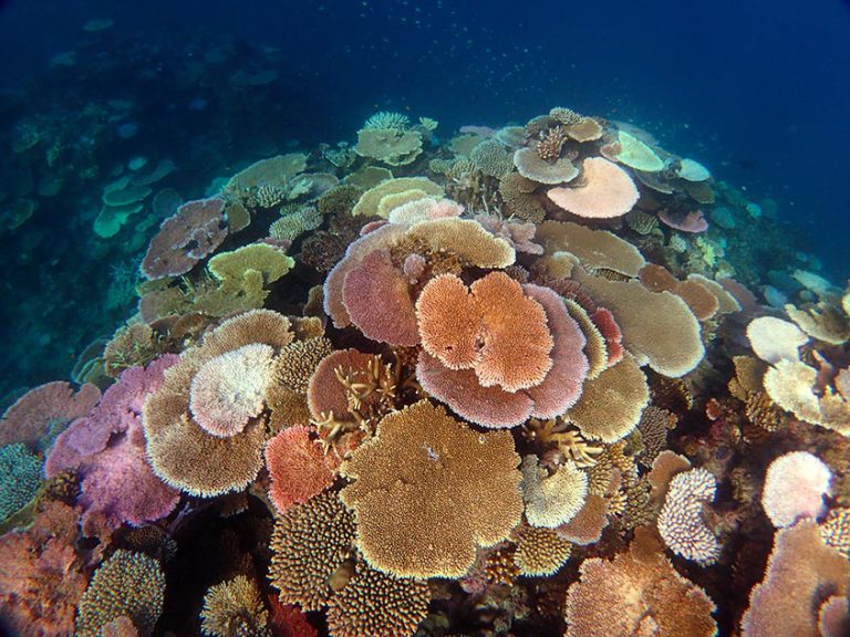 Difficult, complex decisions underpin the future of the worldâ€™s coral ...
