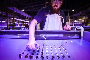 Coral Aquaculture and Deployment - Reef Restoration and Adaptation Program