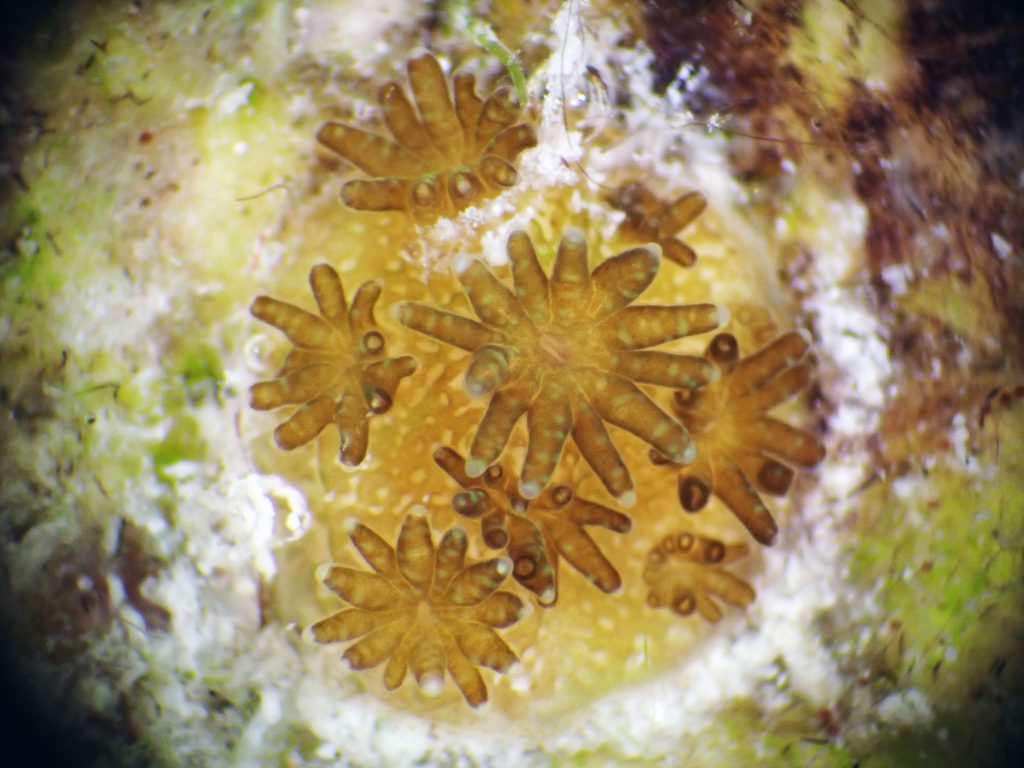 Moving Corals - Reef Restoration and Adaptation Program