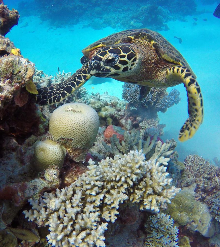 Rubble Stabilisation - Reef Restoration and Adaptation Program