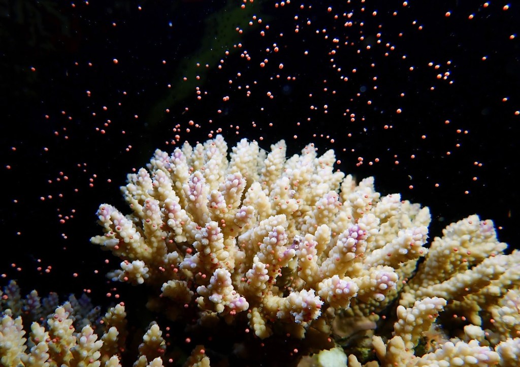 Videos - Reef Restoration and Adaptation Program