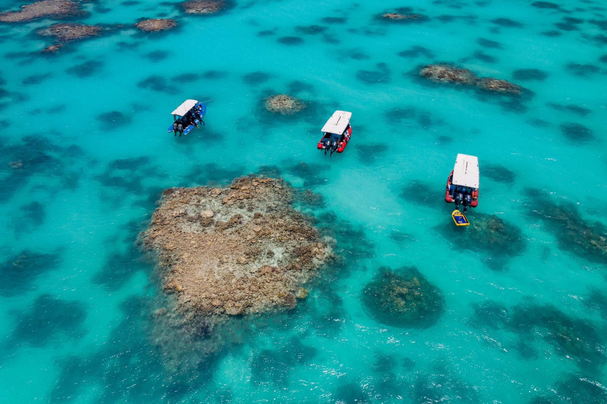 Moving Corals - Reef Restoration and Adaptation Program