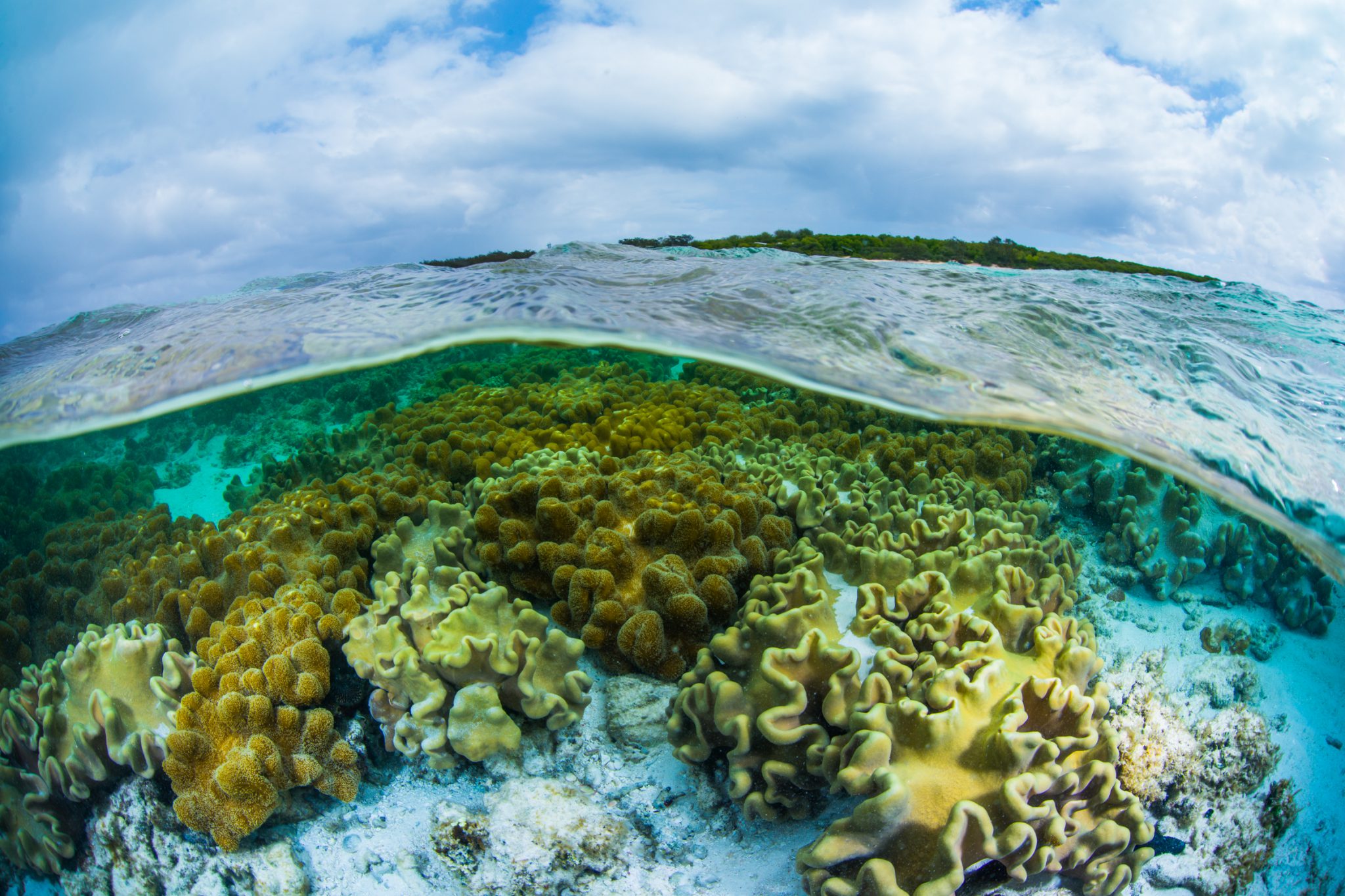 Modelling and Decision Support - Reef Restoration and Adaptation Program