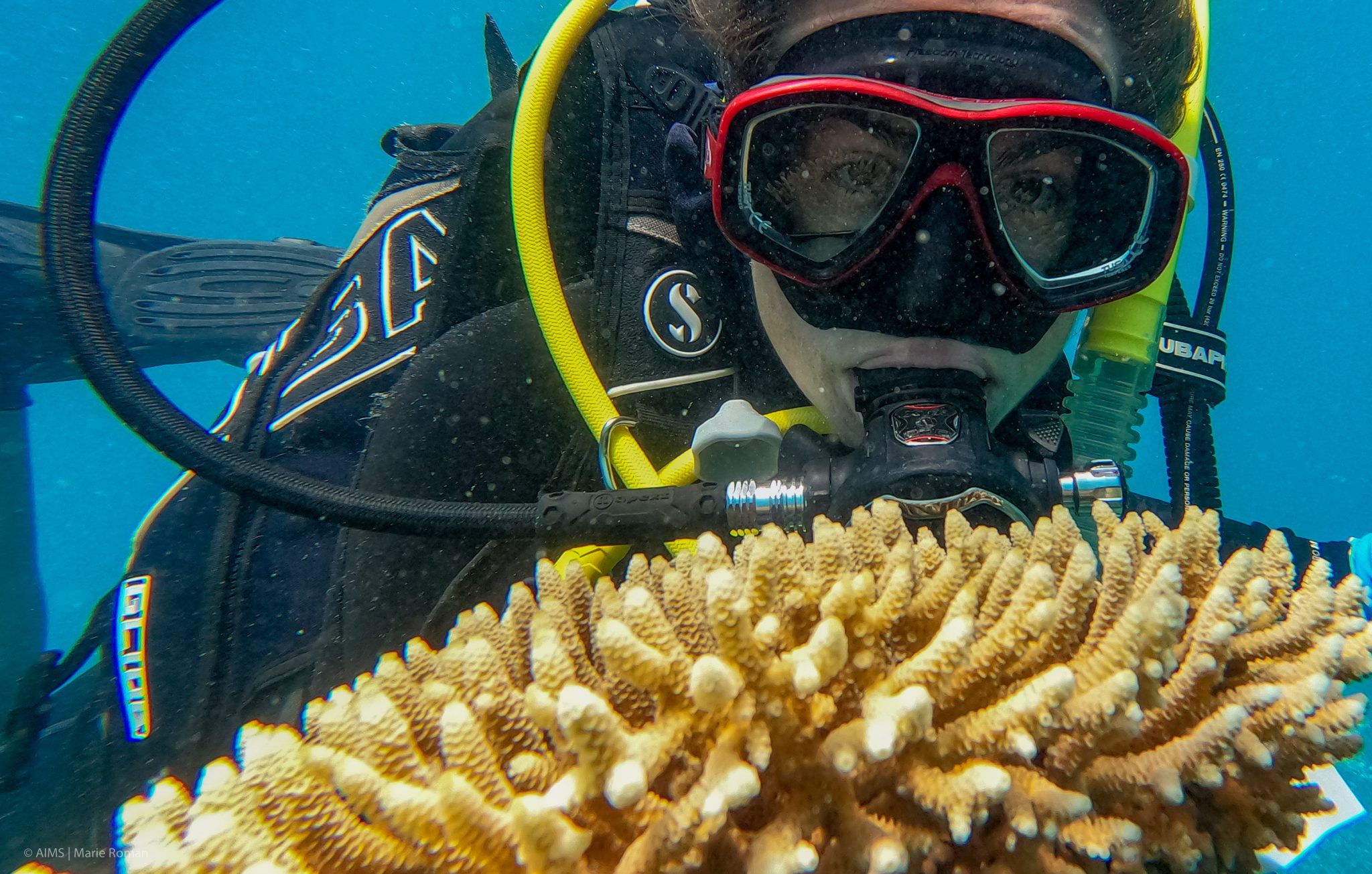 Enhanced Corals and Treatments - Reef Restoration and Adaptation Program