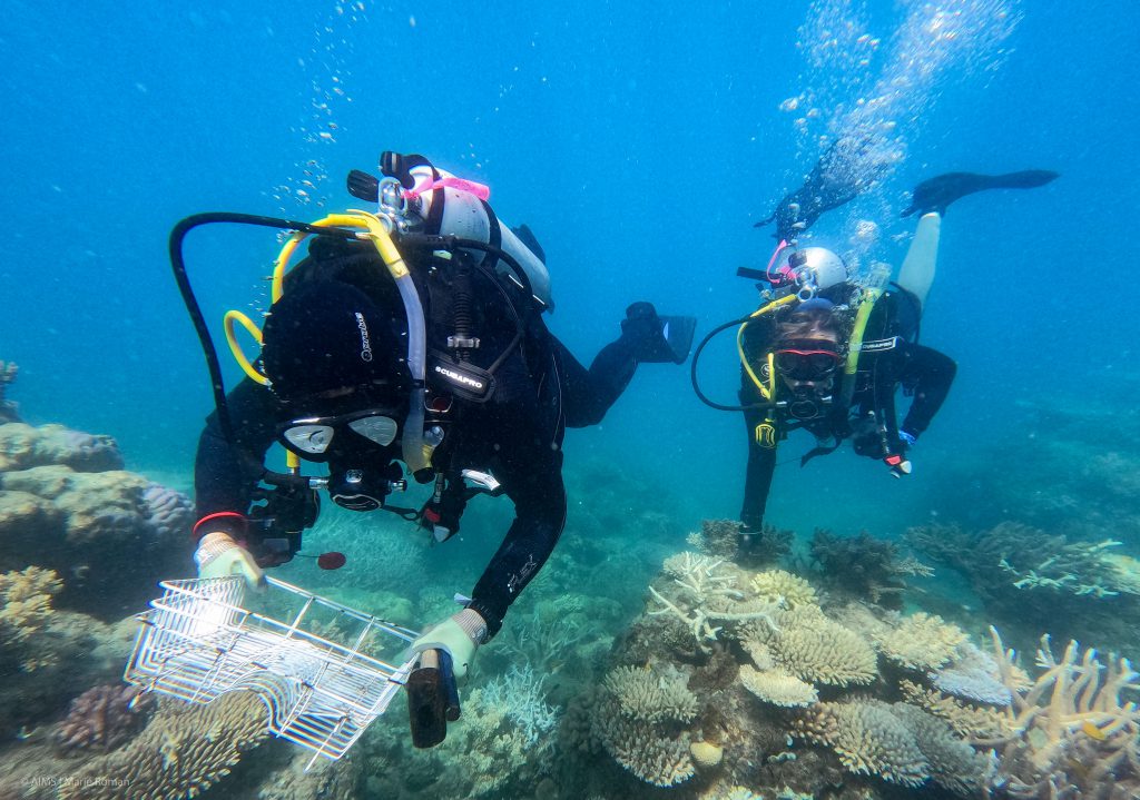 News Archives - Reef Restoration and Adaptation Program