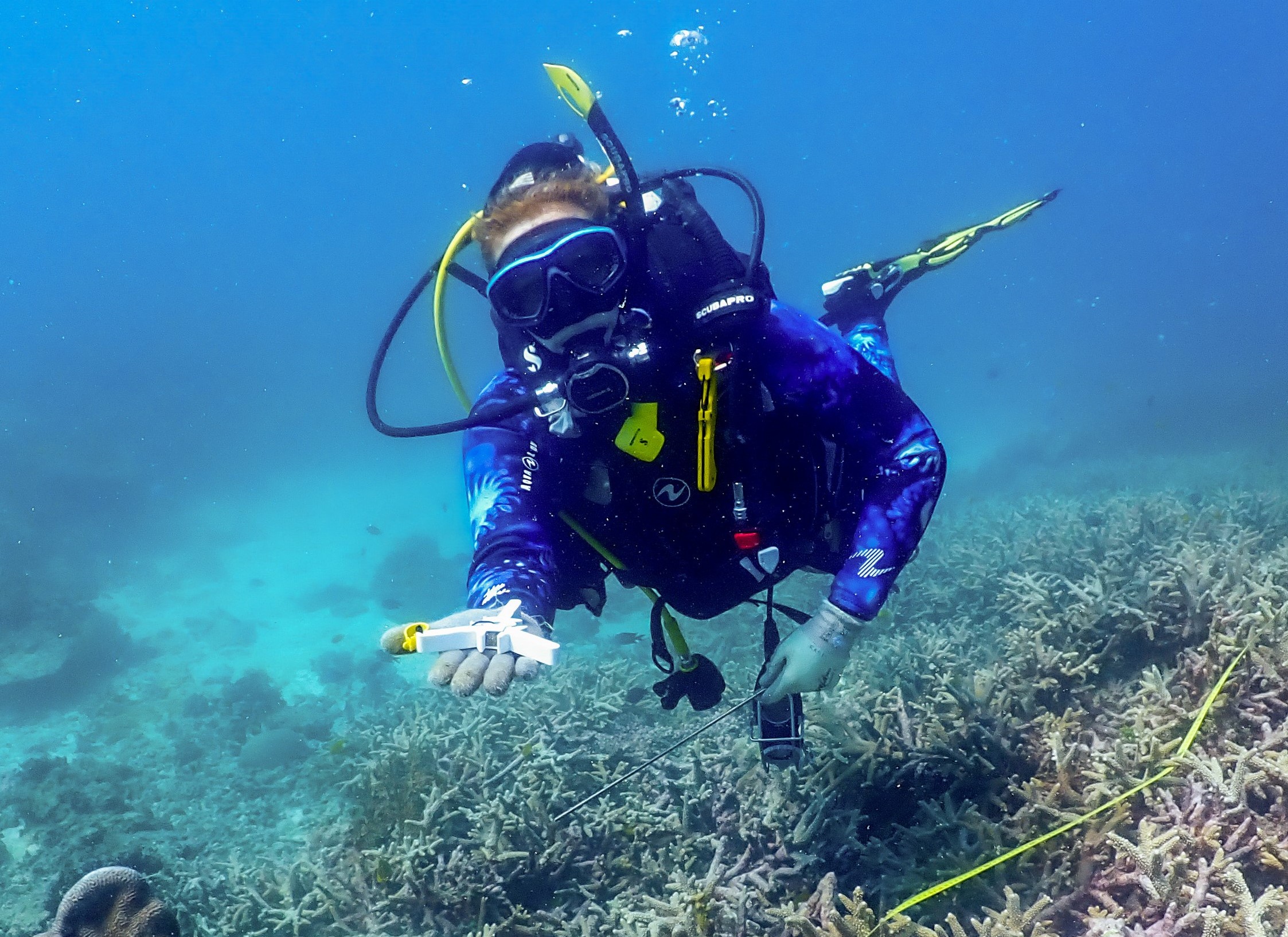 Our Research - Reef Restoration and Adaptation Program