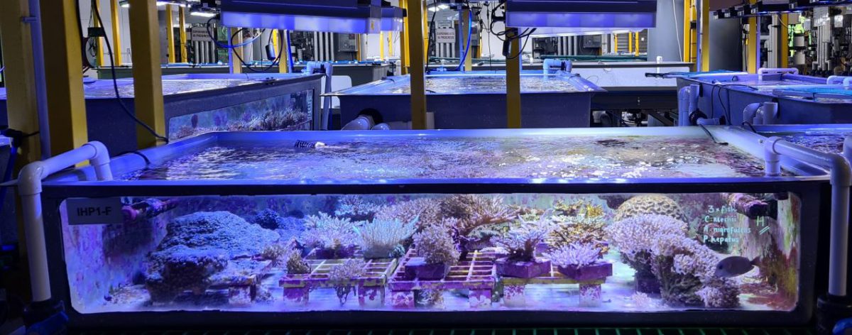 About the Program - Reef Restoration and Adaptation Program