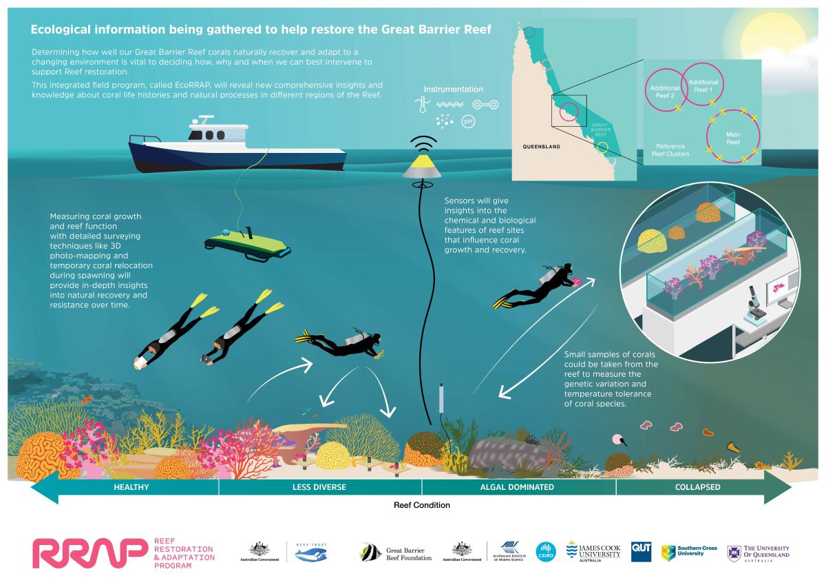 Infographics and Diagrams Archives - Reef Restoration and Adaptation ...